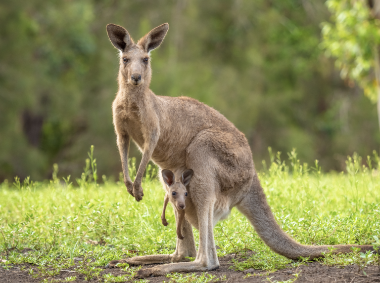 Alles wat je wilt weten over de Kangoeroe - Perfect Earth